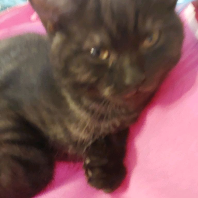 Иконка канала Kiska Darisha