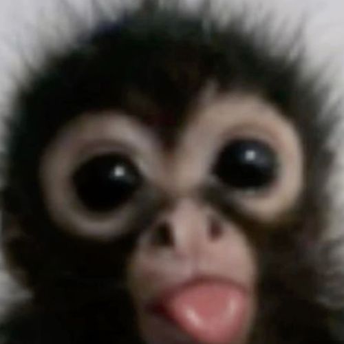 Иконка канала Manyasha🐾