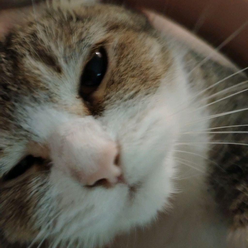 Иконка канала Кошарики