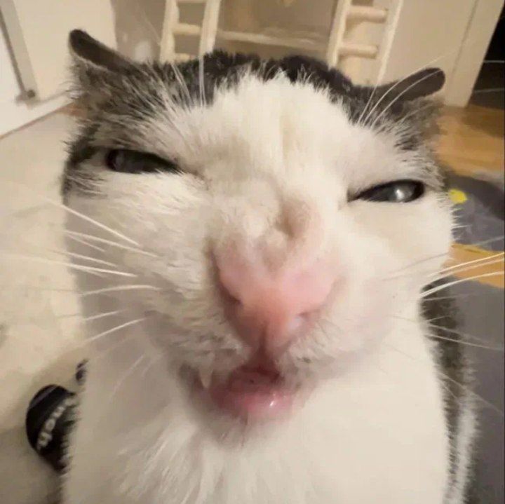 Иконка канала Кошара