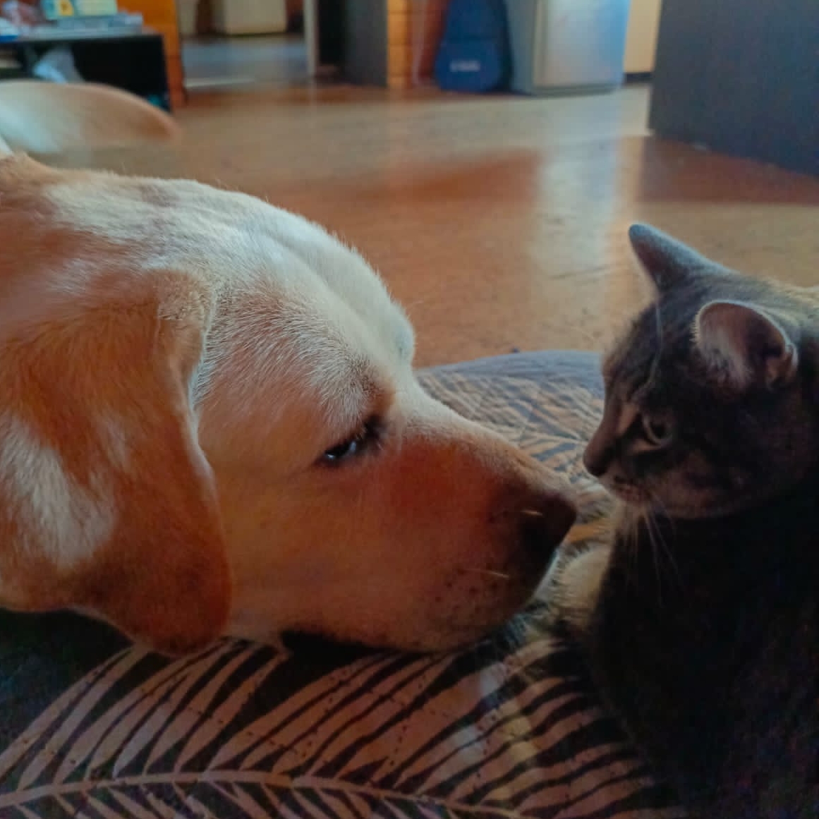 Иконка канала Собака Персик и кот Сева