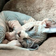 Иконка канала Канадский сфинкс Keepers of the Fire Bacardi Blue