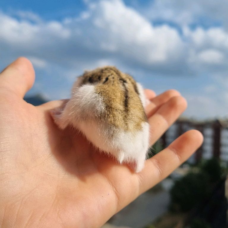 Иконка канала Hahhy хома