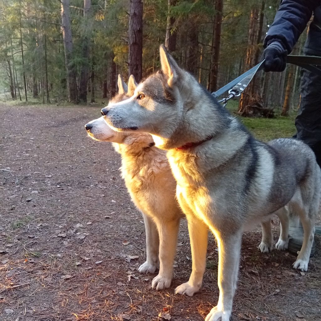 Иконка канала Хаски, Дружба и Природа