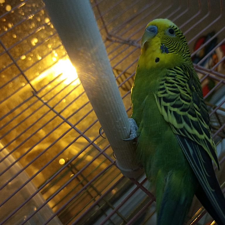 Иконка канала Попугайчик🦜