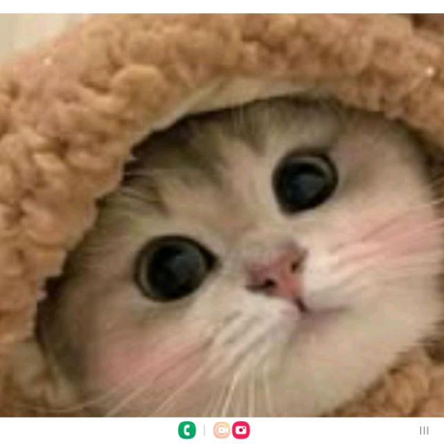 Иконка канала Котик Том