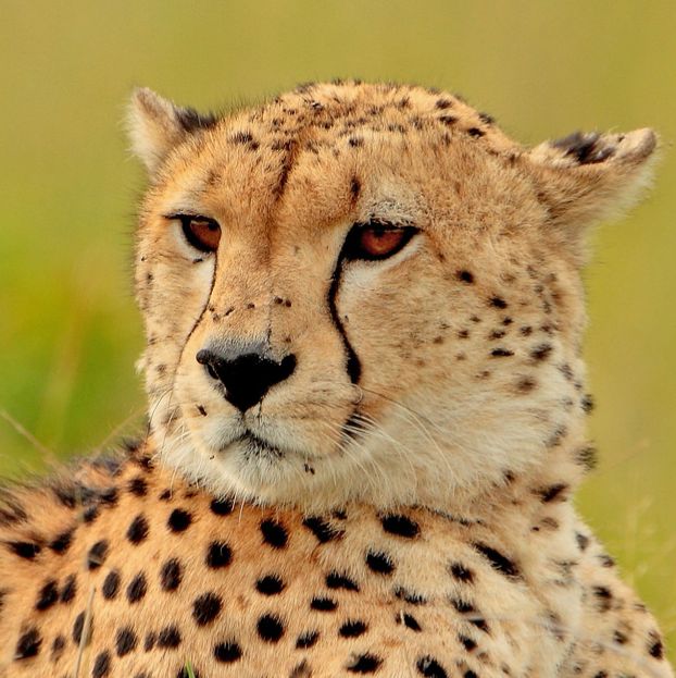 Иконка канала BVA STUDIO PRODUCTION