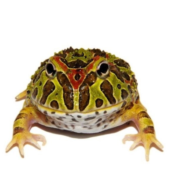 Иконка канала 𝓐𝓵𝓮𝓴𝓼𝓪𝓷𝓭𝓻𝓪 𝓴𝓸𝓽𝓲𝓴  |𝕵𝖔𝖐𝖊𝖗♠︎|