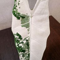 Иконка канала Elizaveta Shafranskaya🌿