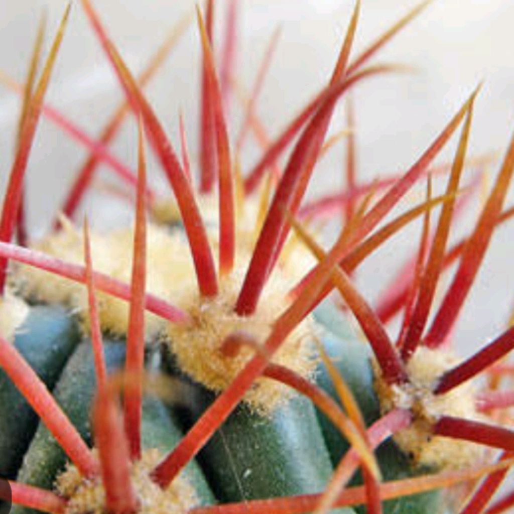 Иконка канала Варяшоу