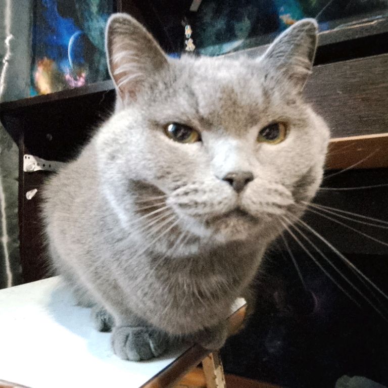 Иконка канала Танк Босика