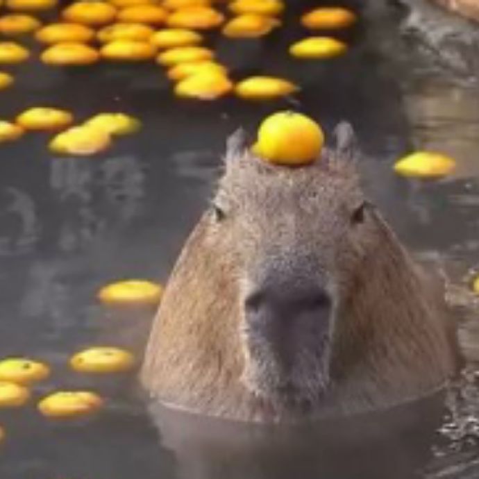 Иконка канала Котибара