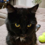 Иконка канала Кота РУДИ