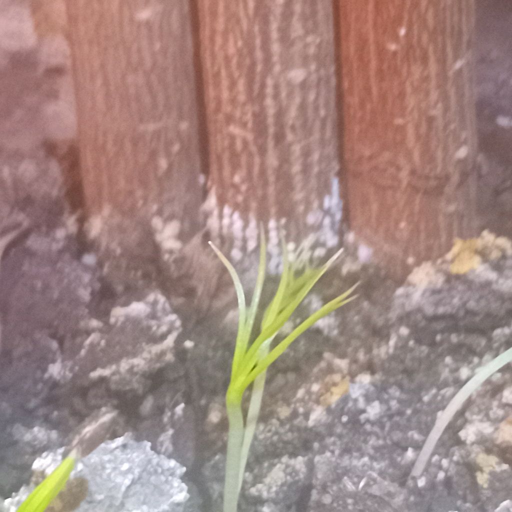 Иконка канала Laert Sound