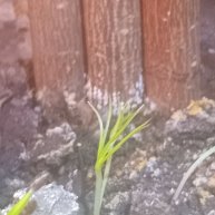 Иконка канала Laert Sound