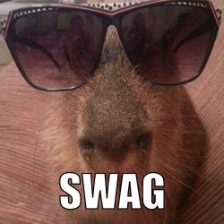 Иконка канала (Новости у капибары)