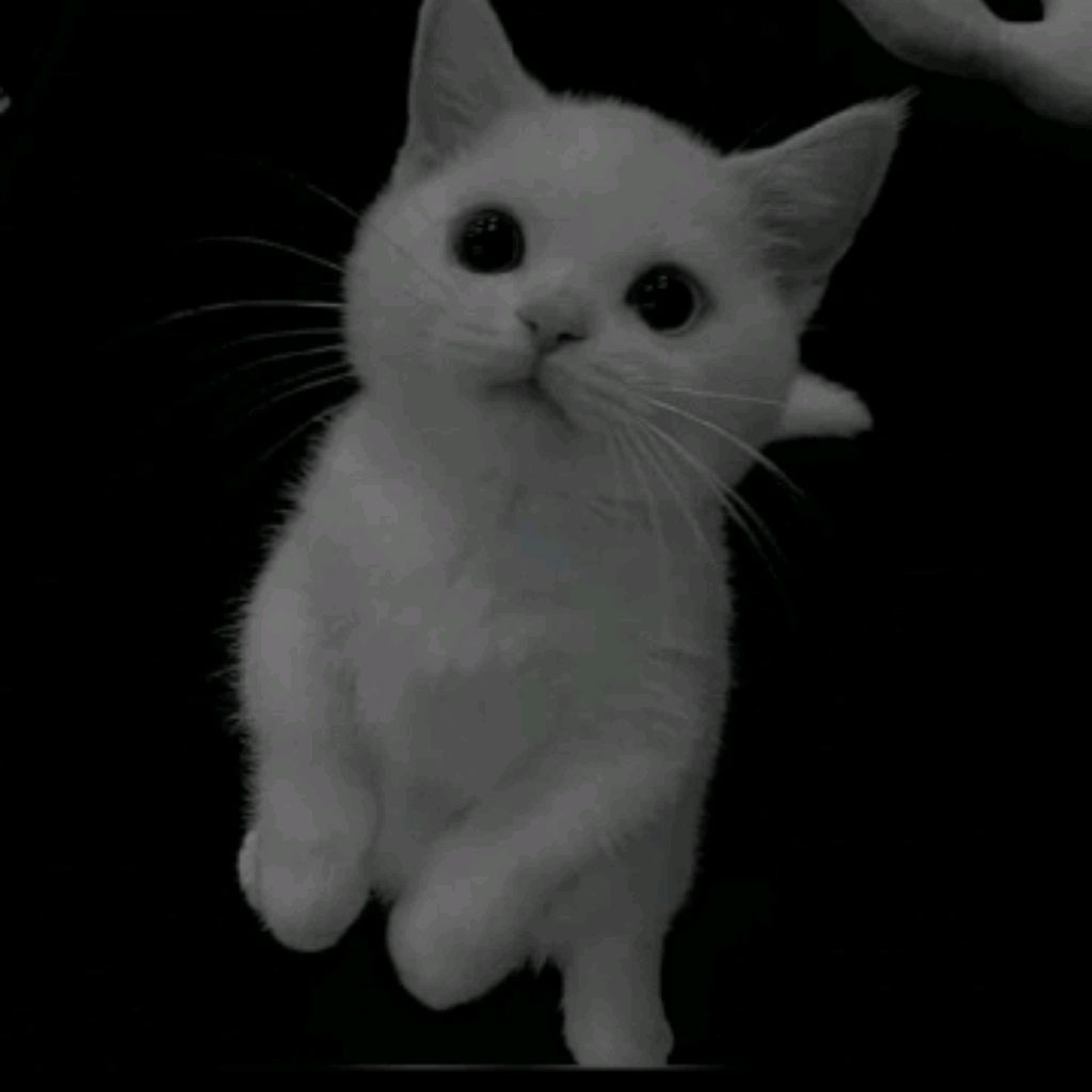 Иконка канала Кошатник💕😊🥰