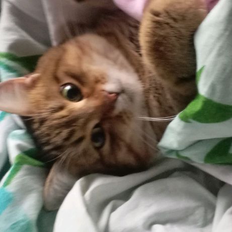 Иконка канала Альберт