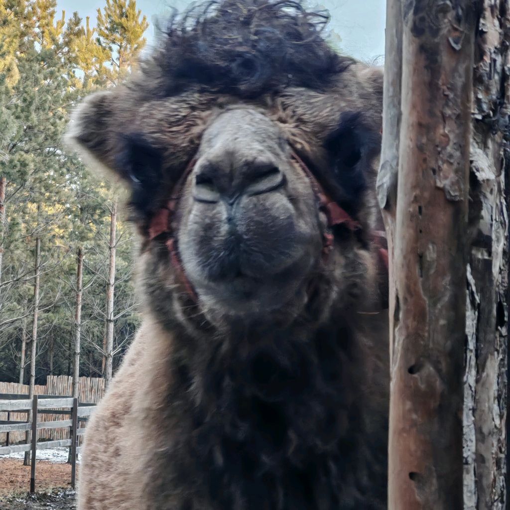 Иконка канала Экоферма Славянское Гнездо