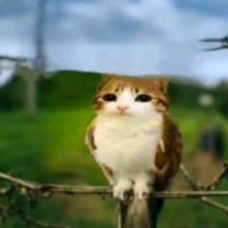 Иконка канала Мяовл