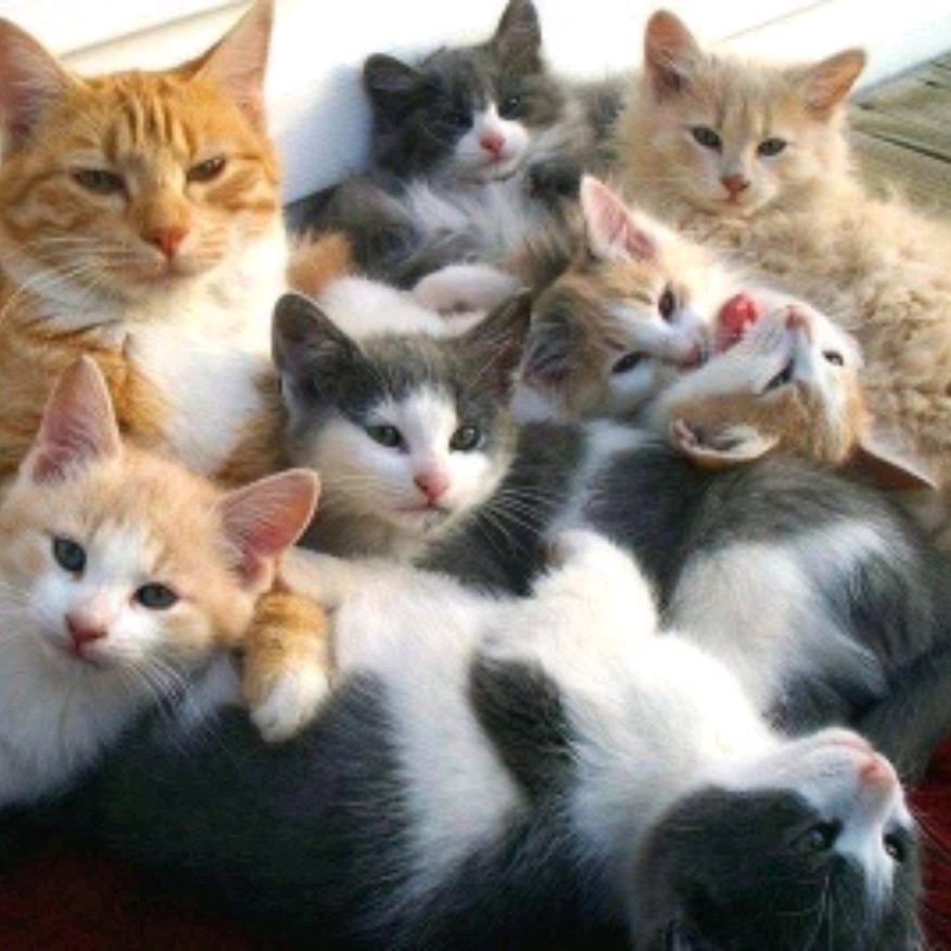 Иконка канала Котики ❤️