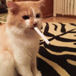 Иконка канала Сладкая Ириска