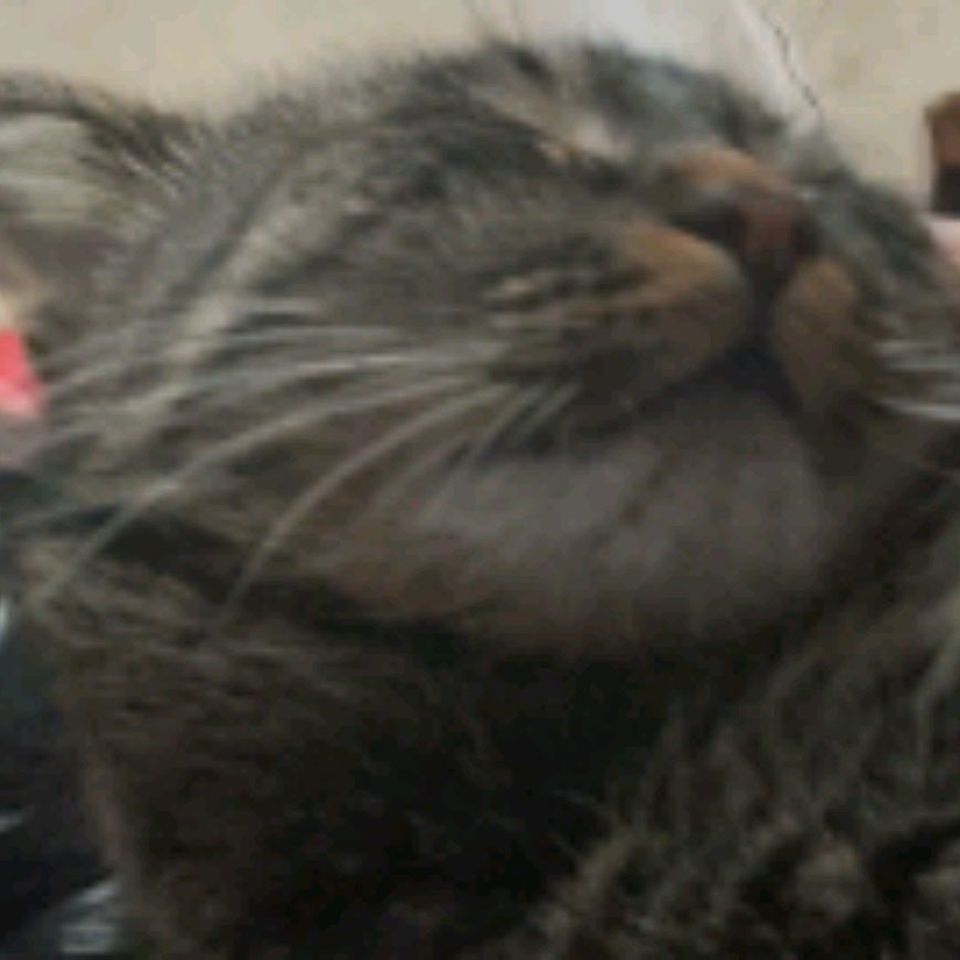 Иконка канала ꧁༻₮e₥ǹąƲă stǒȓo₦ą༺꧂ 246810