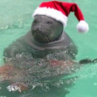 Иконка канала Тюлень Командир🚭🔞🇷🇺🎄❄️☃️(🐱🟣⚪❌)