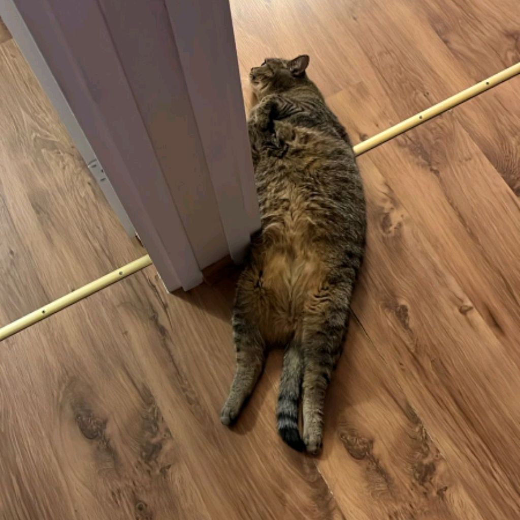 Иконка канала Хвостатая Банда 😎