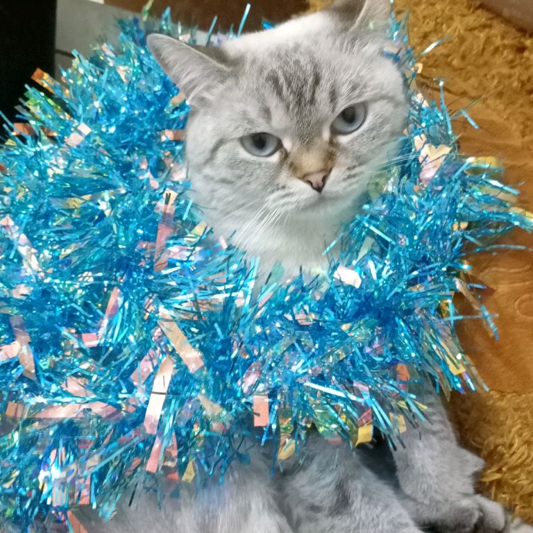 Иконка канала Буся и серый, и игры на рутьюб.