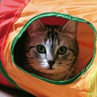 Иконка канала Кошка Бон Бон