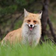 Иконка канала GREEN UDMURTIA