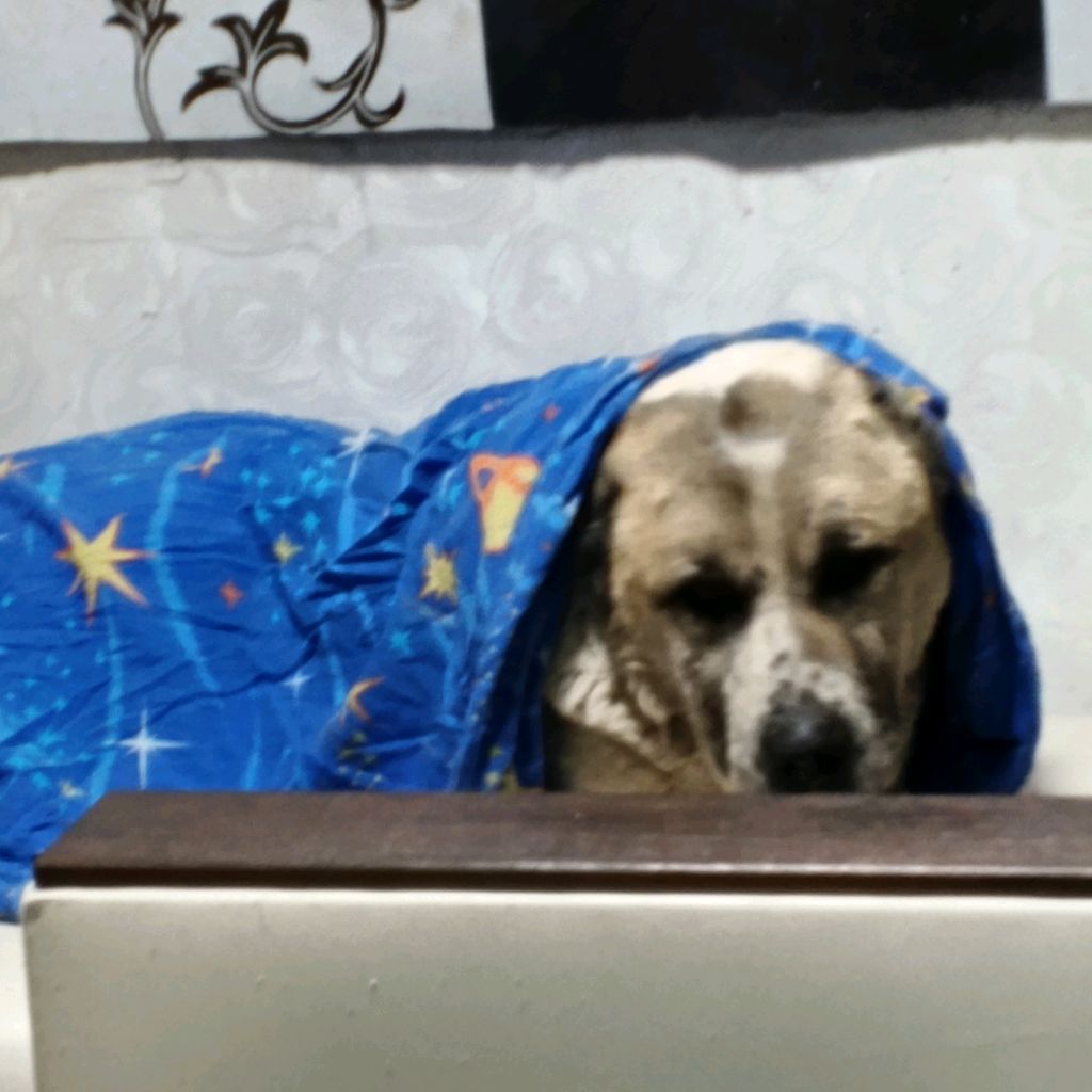 Иконка канала Эндоройд.  Дэско