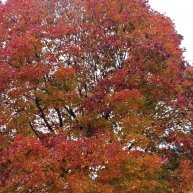 Иконка канала Teeest