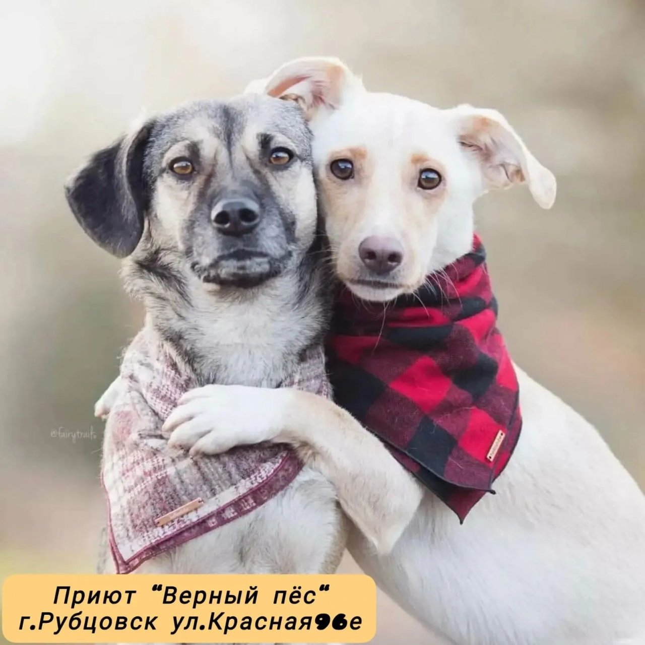 Иконка канала Приют для Собак «Верный Пёс»г.Рубцовск