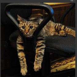 Иконка канала Paslenchik