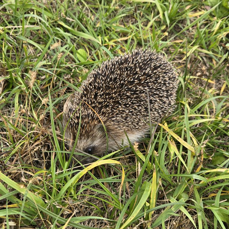 Иконка канала Сельская Жизнь.