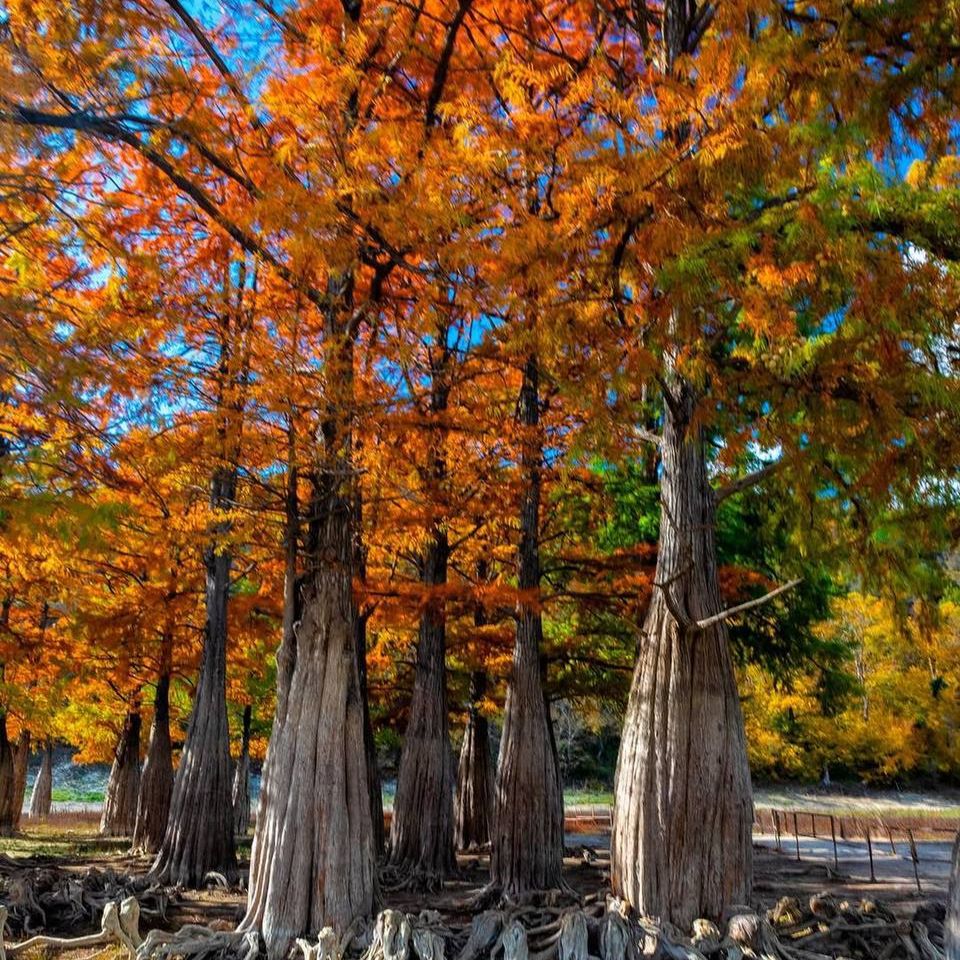 Иконка канала 🍂