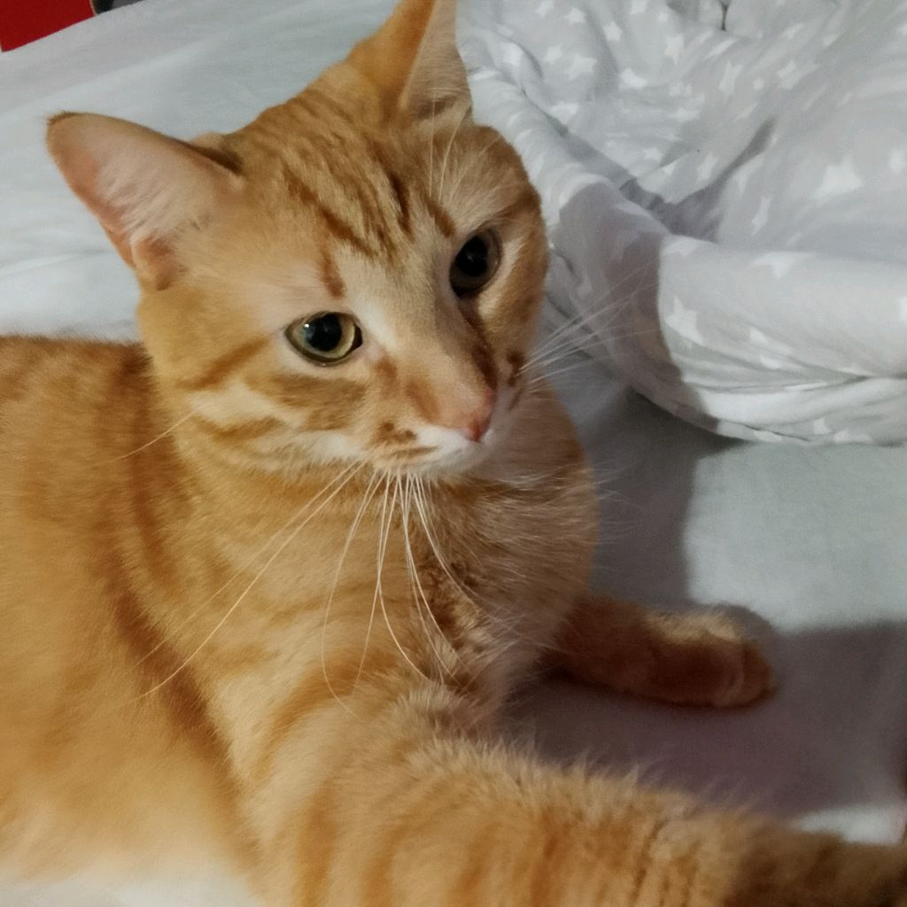 Иконка канала Скелетик