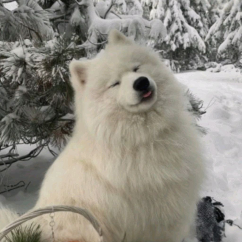 Иконка канала [Night-Dog"s ❄️