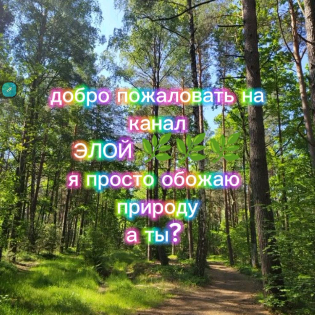 Иконка канала 🌿~``•••|`|•~•ЭЛОЙ~~`•••|~``~🌿