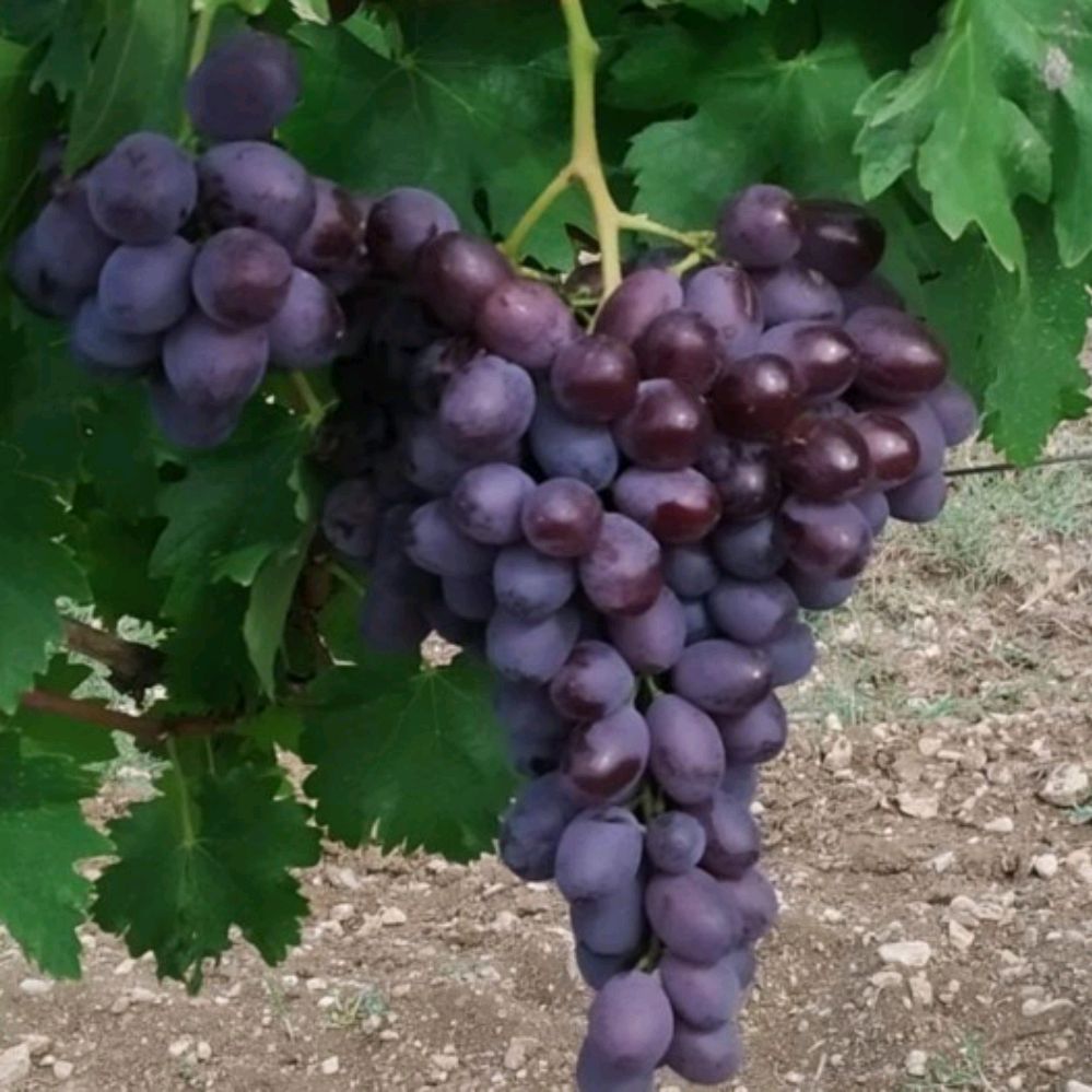 Иконка канала Макс Агро