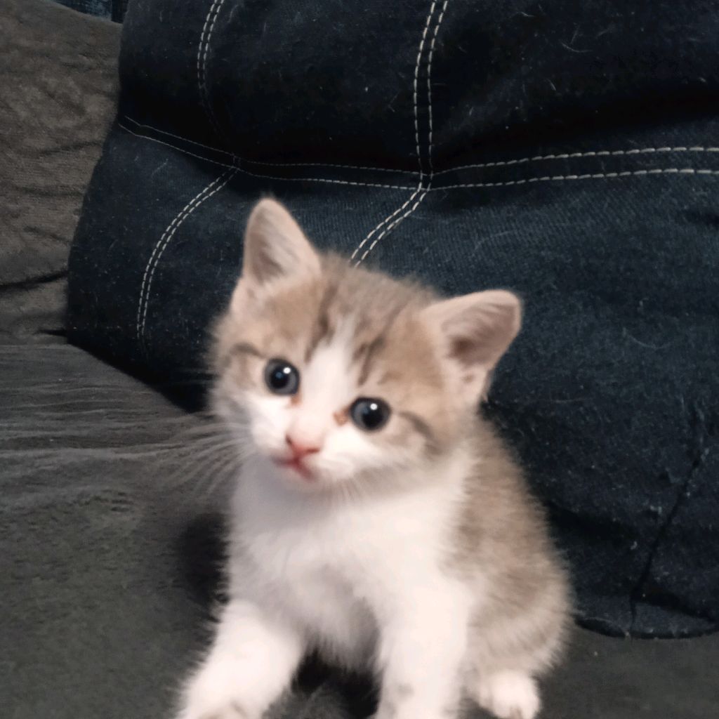 Иконка канала Грей