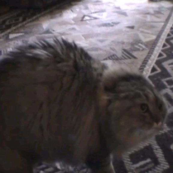 Иконка канала Маркиз