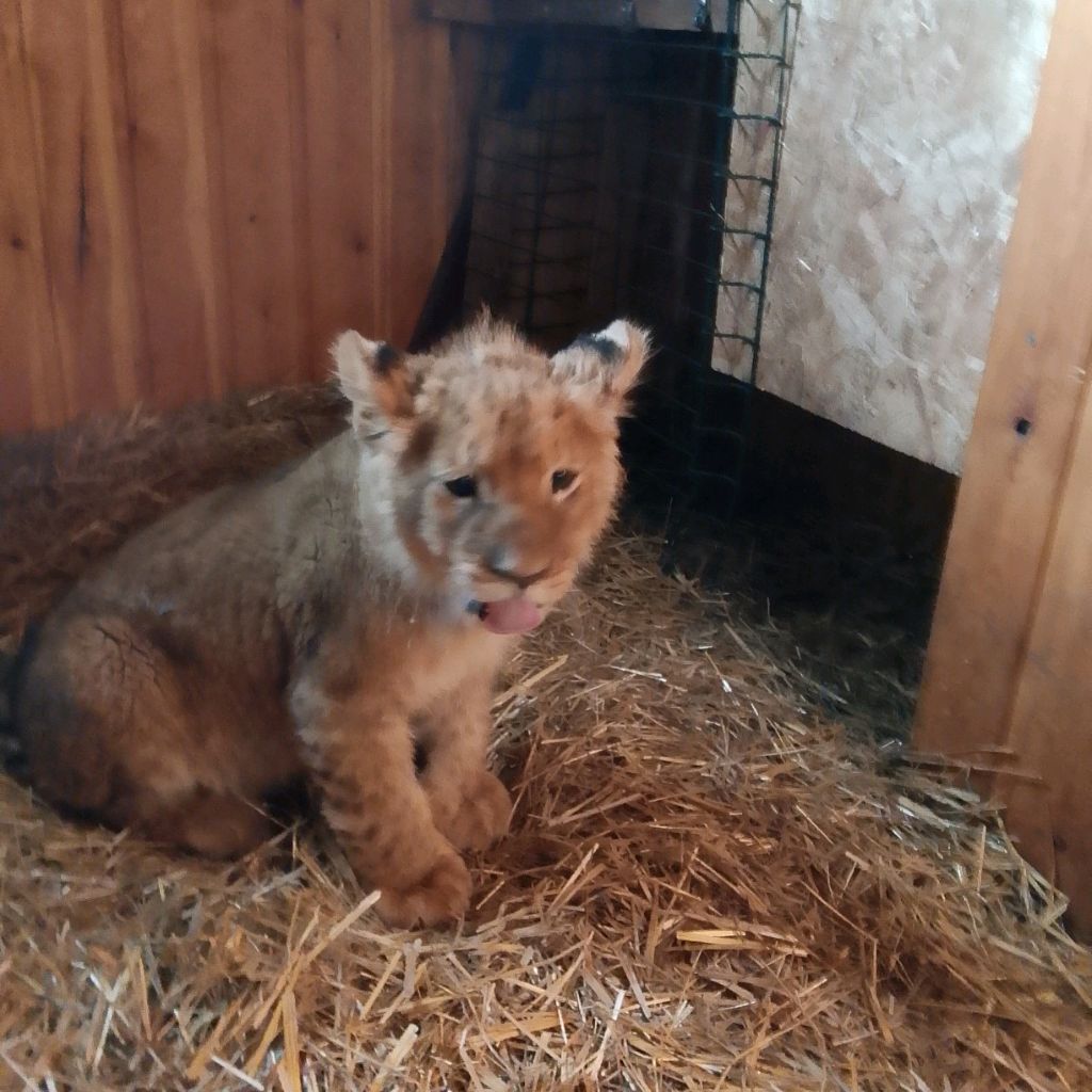 Иконка канала Анюта Зайка