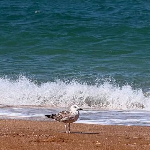 Иконка канала Виктория. Курортная недвижимость