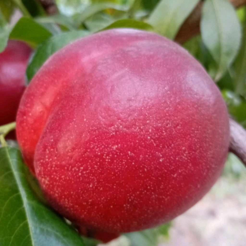 Иконка канала Сад По Новомуchannel72980313