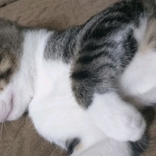 Иконка канала GaySpicer