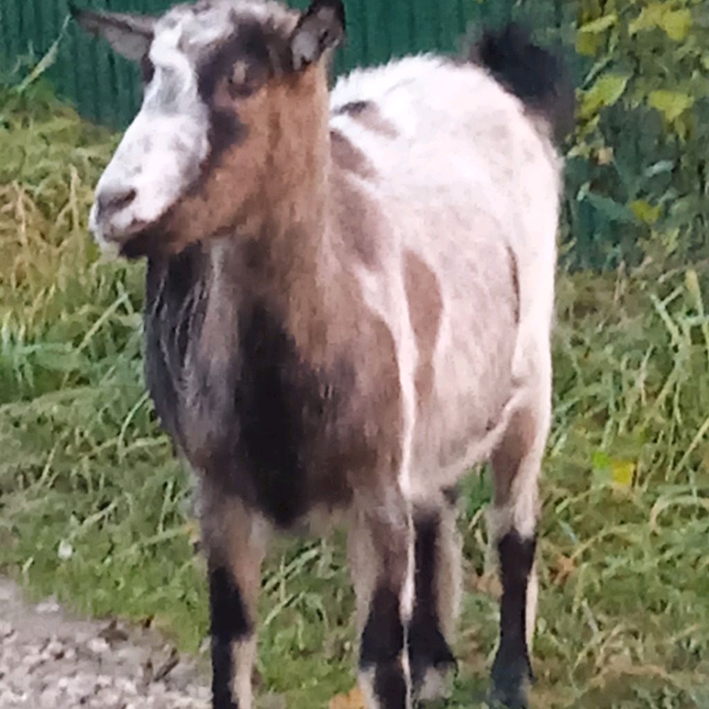 Иконка канала Дачная жизьнь