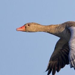 Иконка канала илюха хлопуха